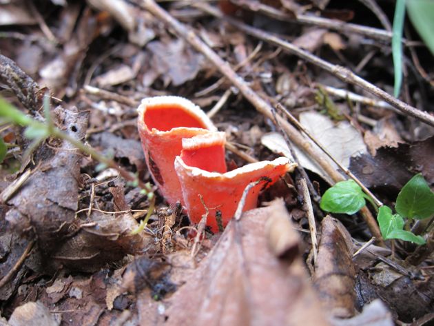 Early Spring Minnesota Mushrooms | MARTHAANDTOM